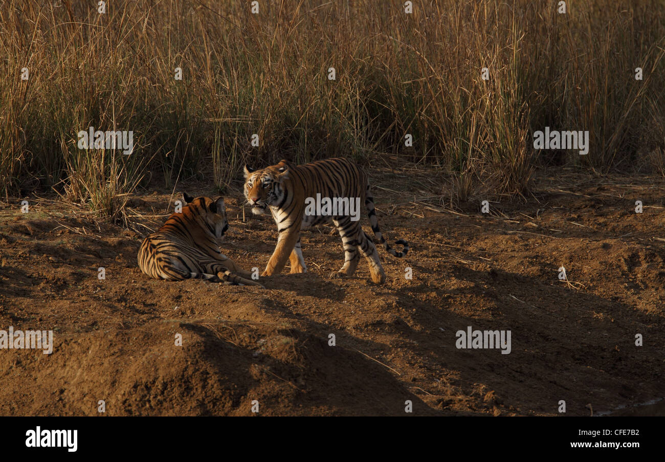 Tiger bonds with cub in Tadoba Andhari Tiger Reserve, India Stock Photo ...