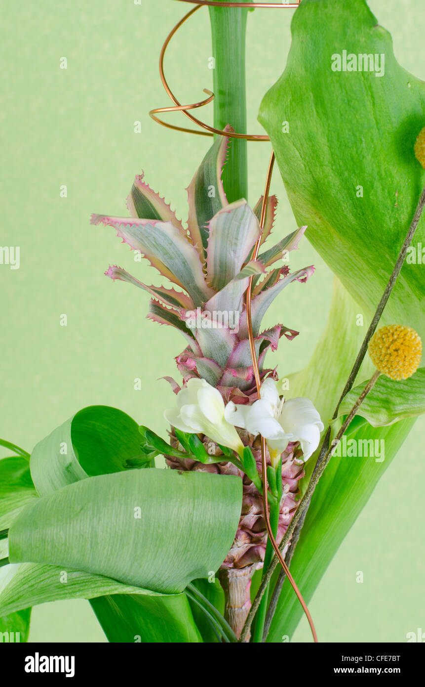 Tropical plants wild pineapple hi-res stock photography and images - Alamy