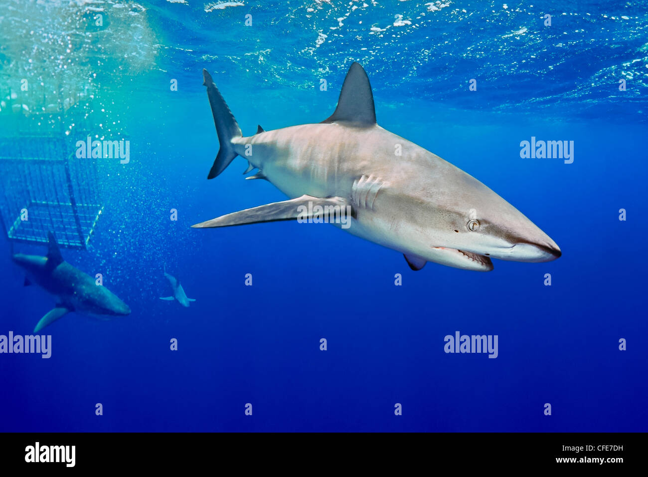 Galapagos Sharks High Resolution Stock Photography and Images - Alamy