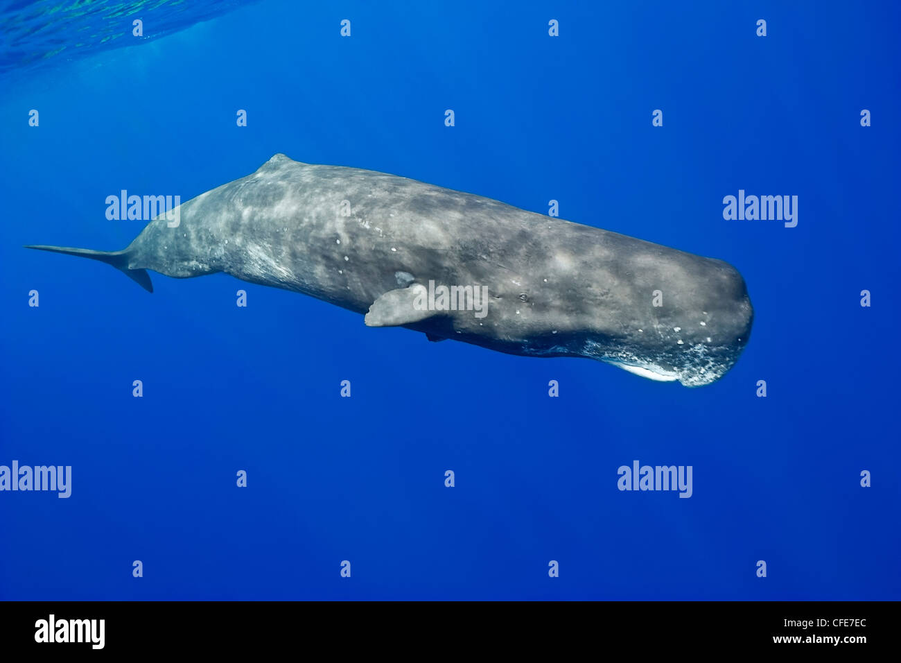 Sperm Whale Physeter Macrocephalus Physeteridae Mammalia High ...