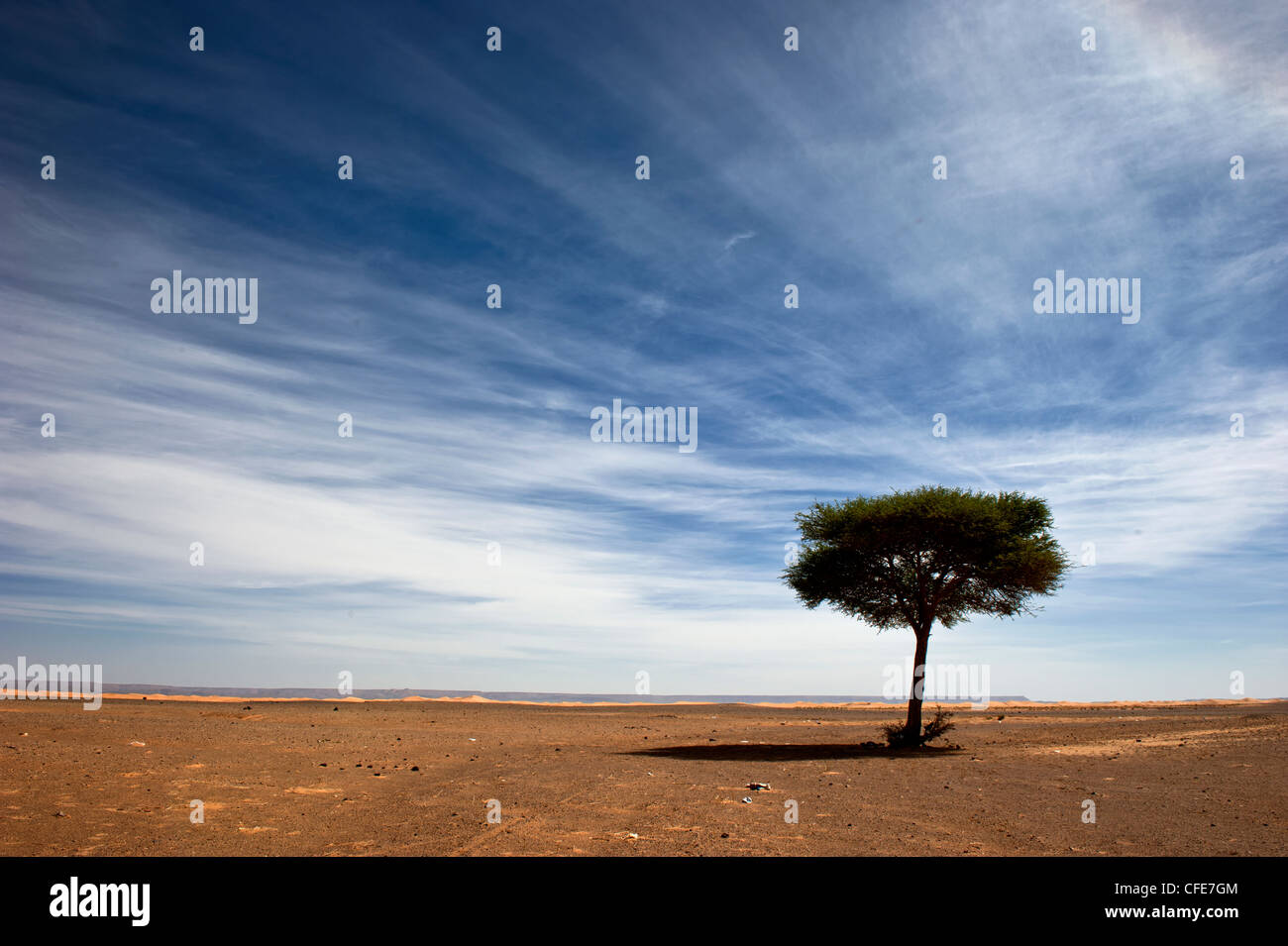 Lonely tree in the Sahara desert, Merzouga, Morocco Stock Photo - Alamy