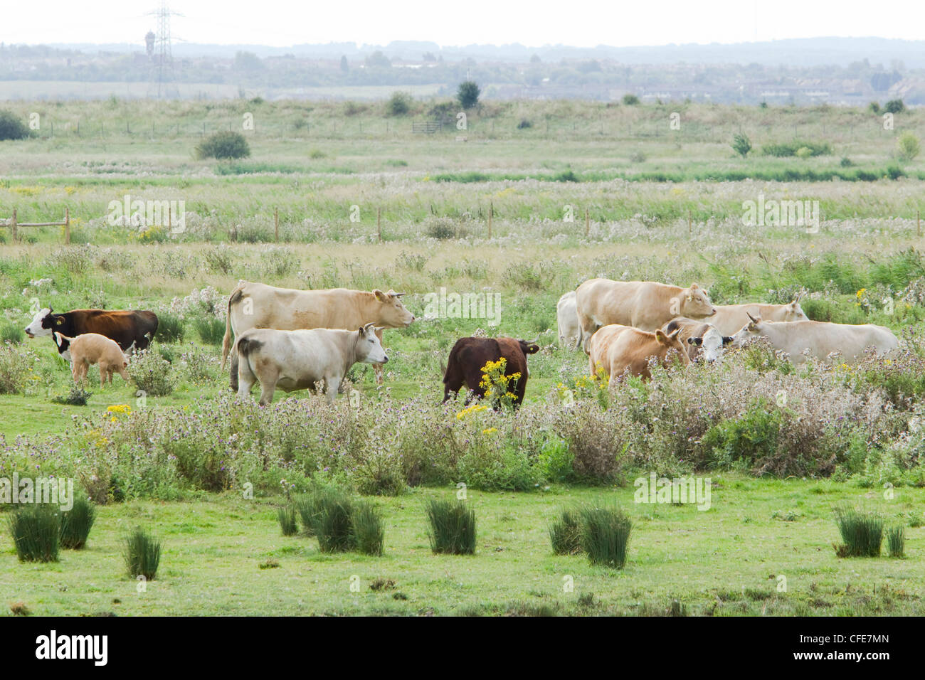 Cattle on Thames Grazing Marshes Rainham Marsh RSPB Reserve Essex, UK ...