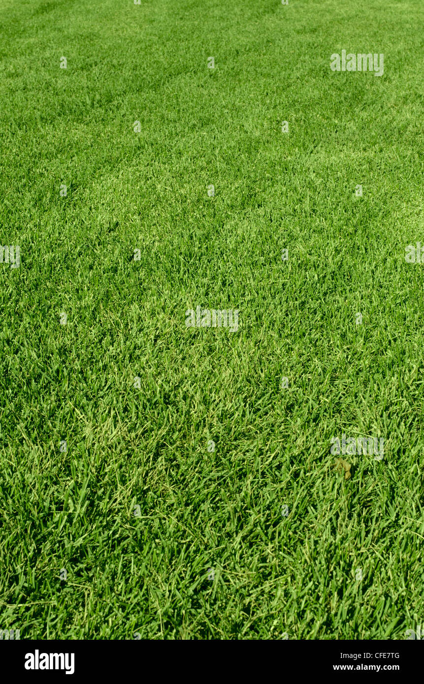 Photo of the beautiful green grass texture Stock Photo - Alamy