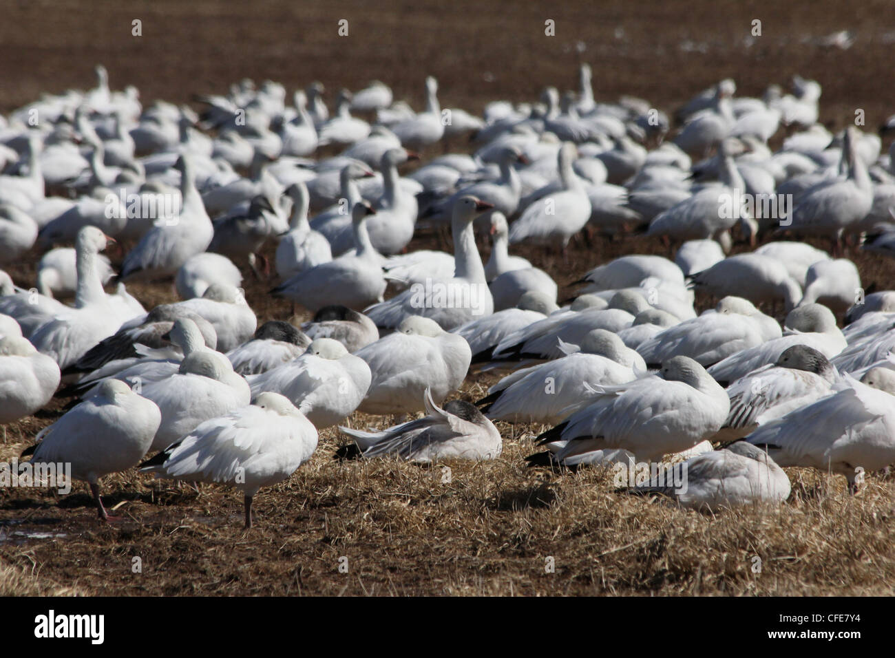 Migrating snow geese with ruffled feathers from the wind Stock Photo ...