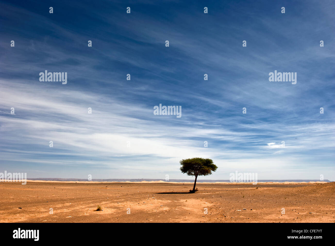 Lonely tree in the Sahara desert, Merzouga, Morocco Stock Photo - Alamy