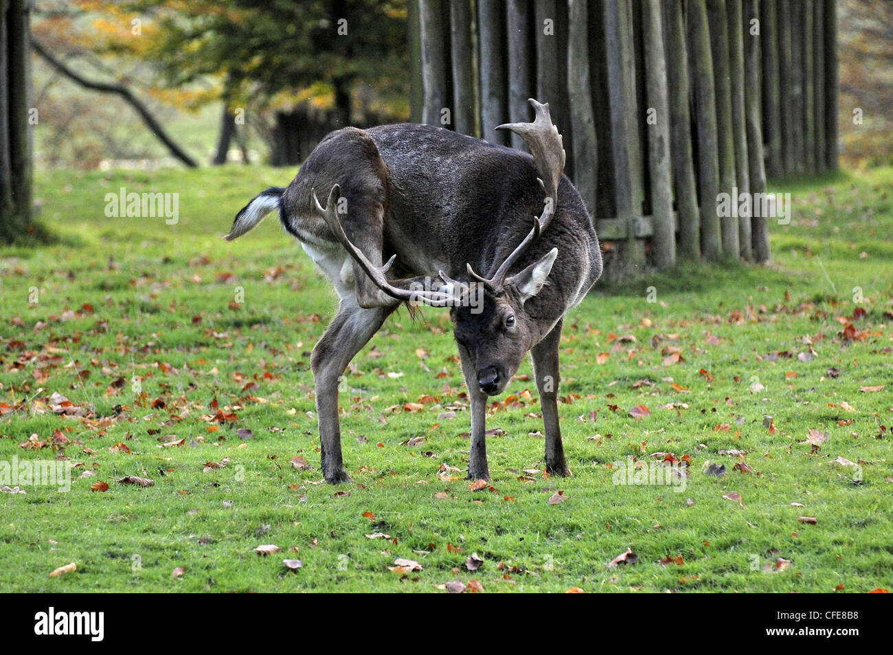 Deer scratching behind ear with hind leg Stock Photo - Alamy