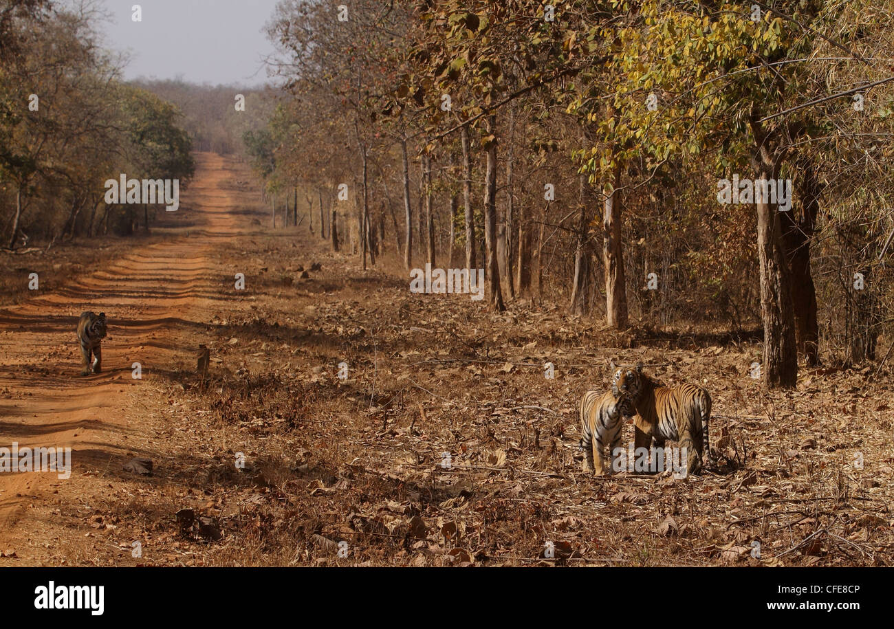 Tiger bonds with cub in Tadoba Andhari Tiger Reserve, India Stock Photo ...