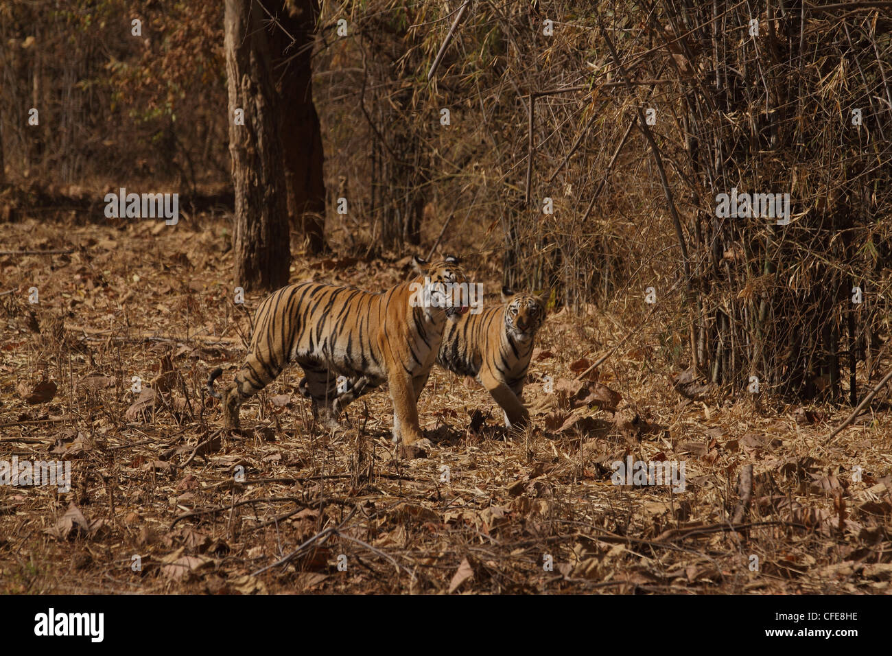 Tiger bonds with cub in Tadoba Andhari Tiger Reserve, India Stock Photo ...