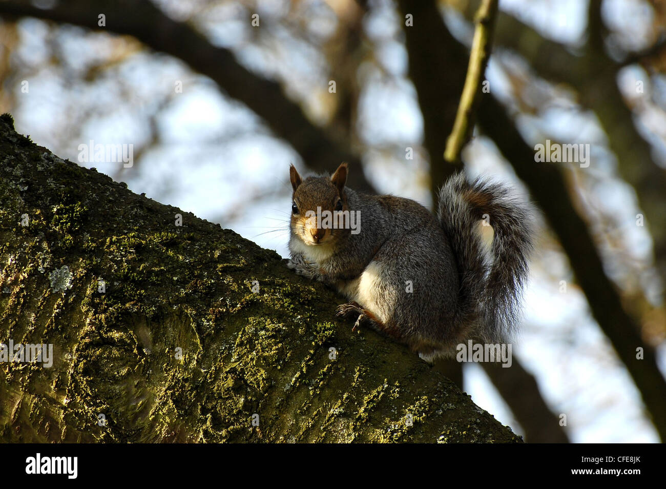 Grey squirrel tree hi-res stock photography and images - Alamy