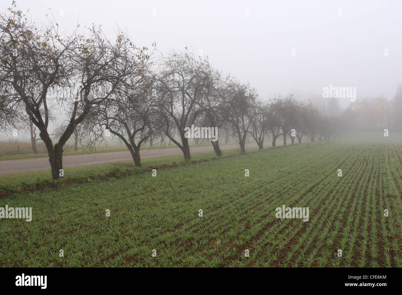 Apple trees along road Stock Photo - Alamy