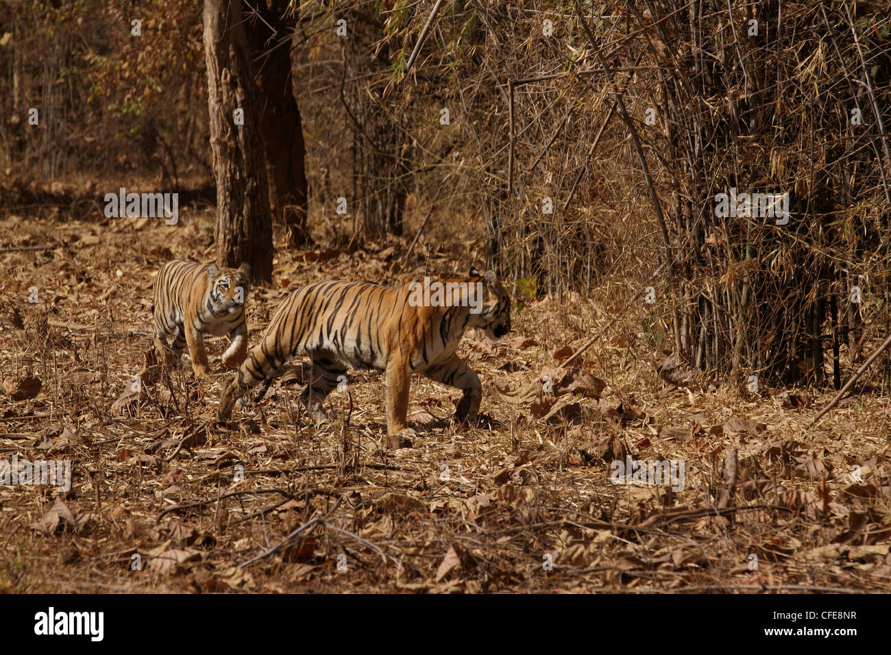 Tiger bonds with cub in Tadoba Andhari Tiger Reserve, India Stock Photo ...