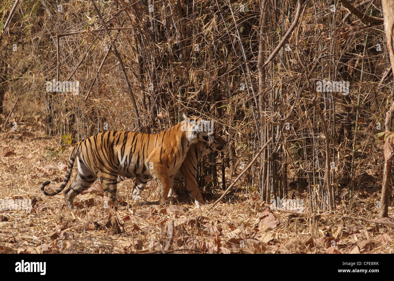 Tiger bonds with cub in Tadoba Andhari Tiger Reserve, India Stock Photo ...