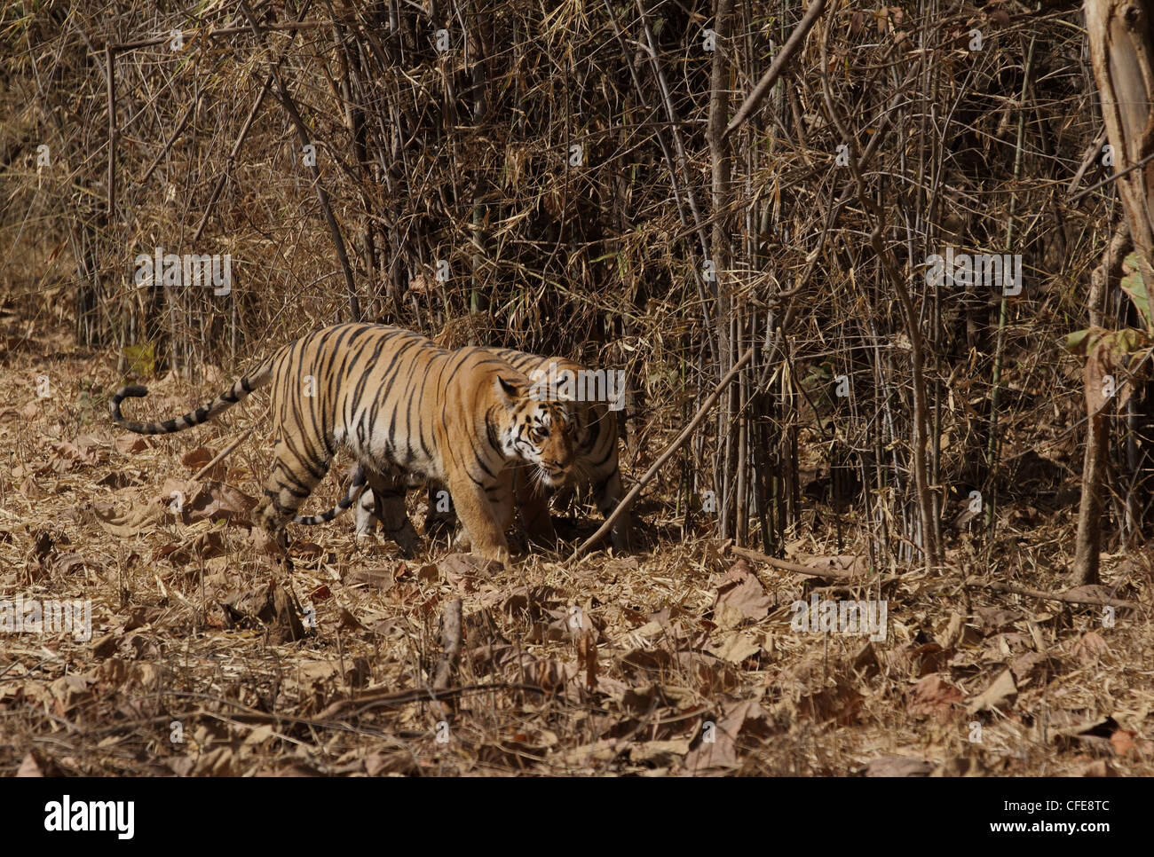 Tiger bonds with cub in Tadoba Andhari Tiger Reserve, India Stock Photo ...