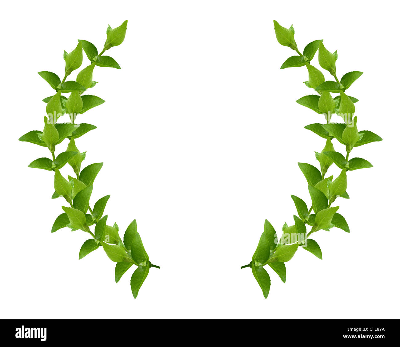 Laurel Wreath made by fresh Green leaves isolated on white Stock Photo ...