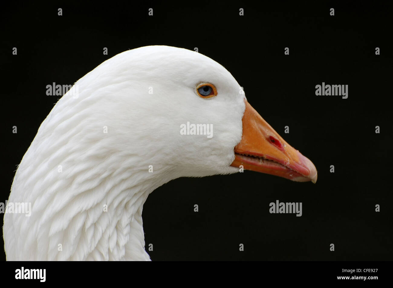 White goose, side profile facing to the left with dark background Stock ...