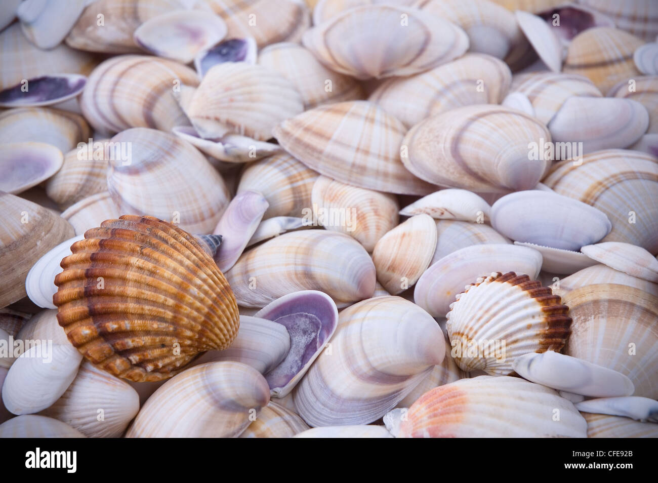 Sea shells background Stock Photo - Alamy