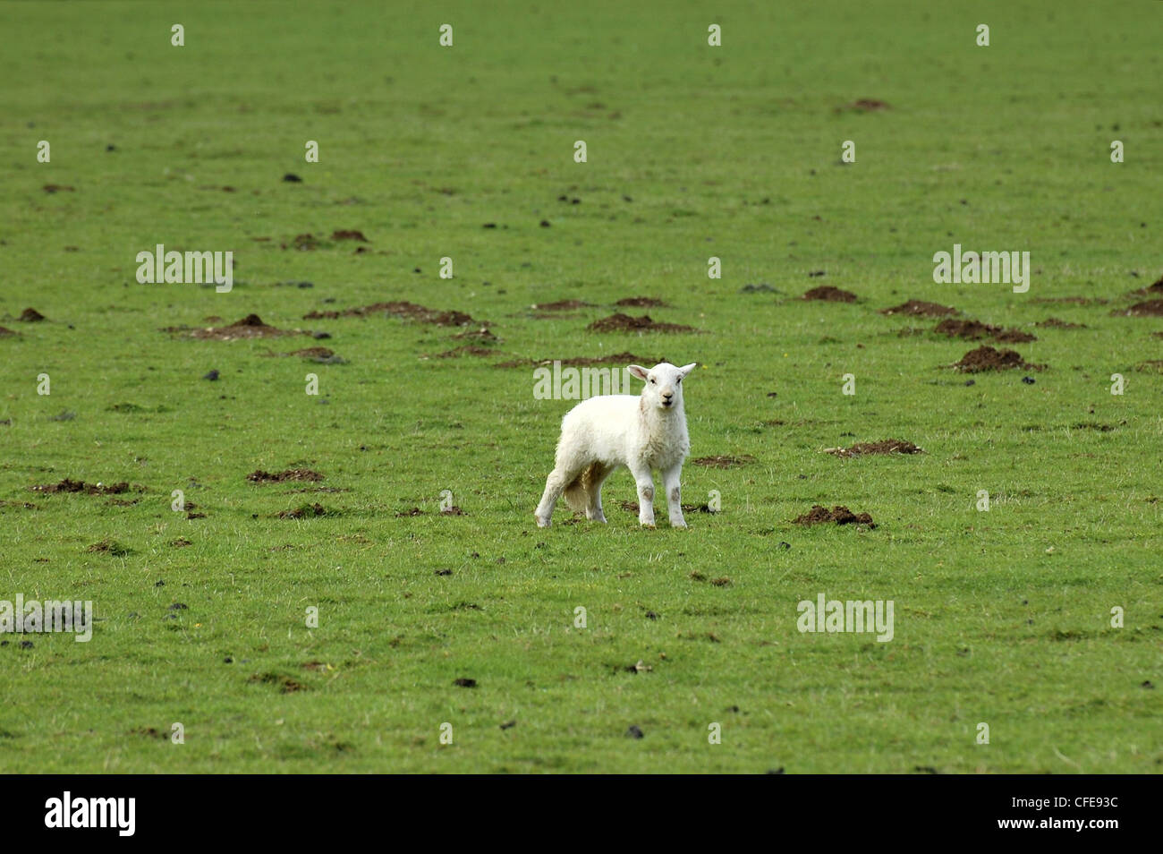 Young white lamb hi-res stock photography and images - Alamy