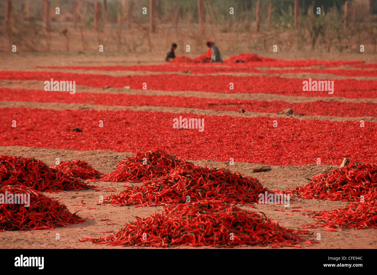 Chillies are drying while two workers are selecting the good ones ...