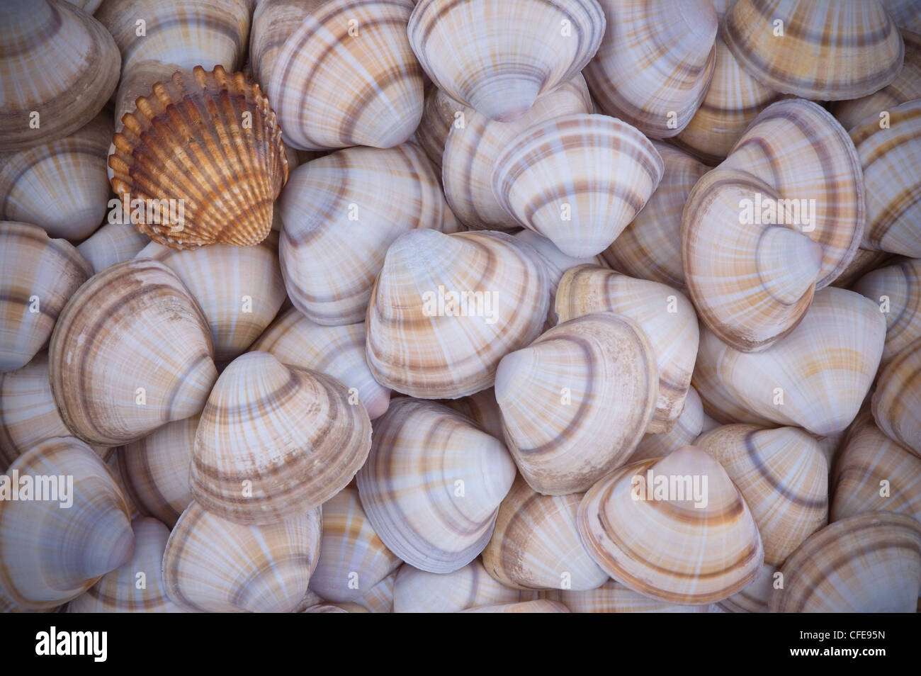 Sea shells background Stock Photo - Alamy