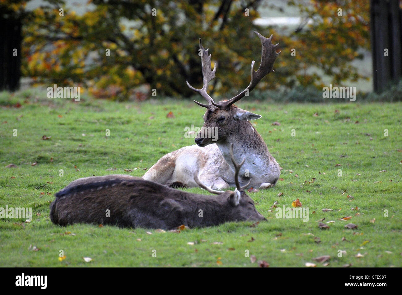 Two deer relaxing on grass at Dunham Massey Stock Photo - Alamy