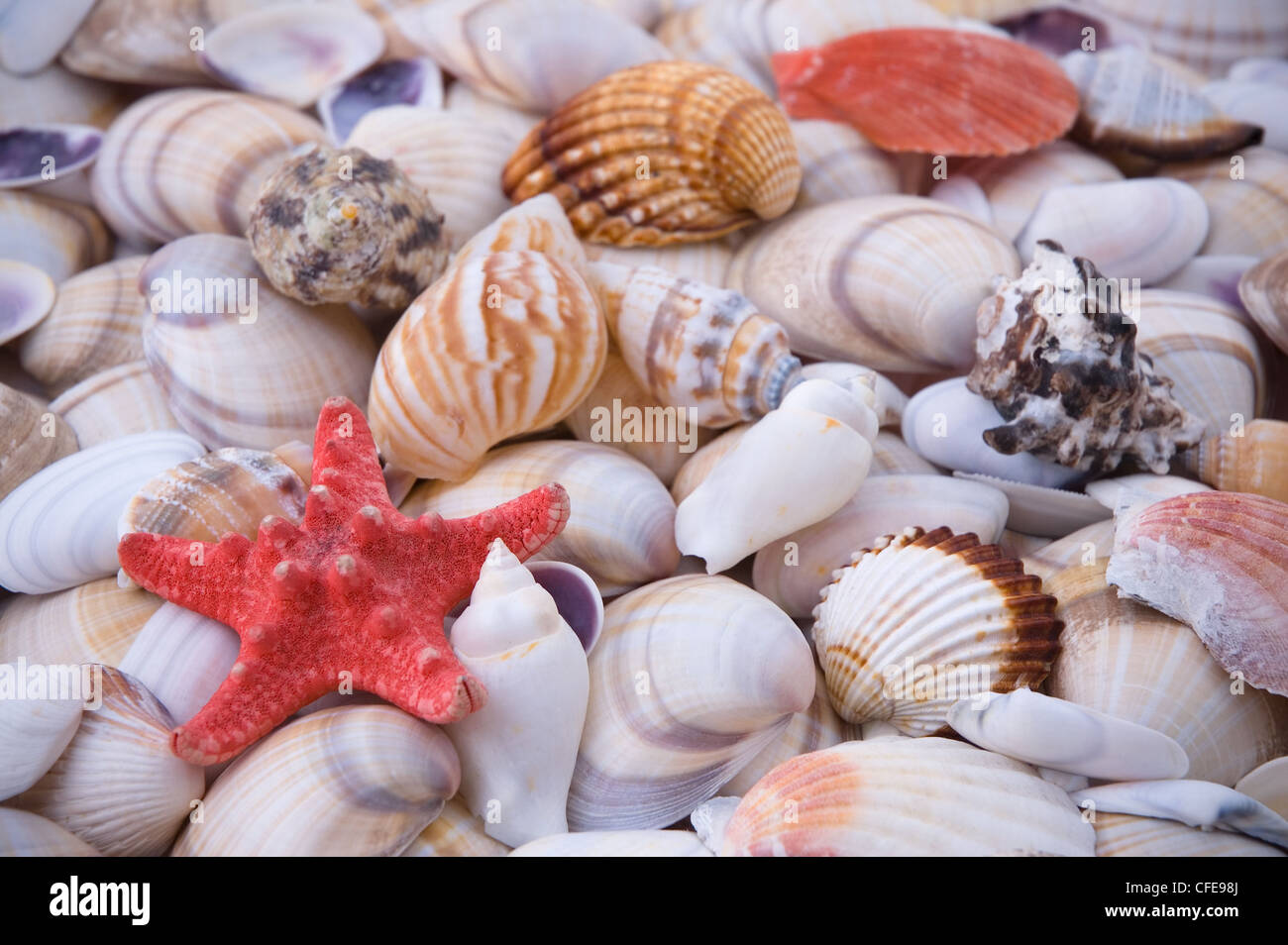 Starfish and sea shells background Stock Photo - Alamy