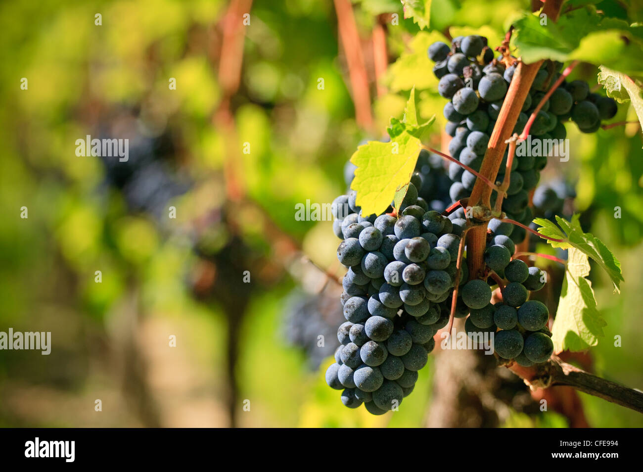 Grapes vineyard St Emilion Gironde Nouvelle-Aquitaine France Stock ...