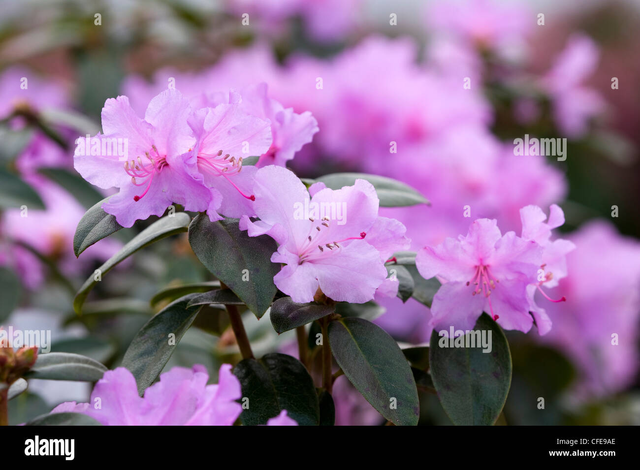 Rhododendron praecox hi-res stock photography and images - Alamy