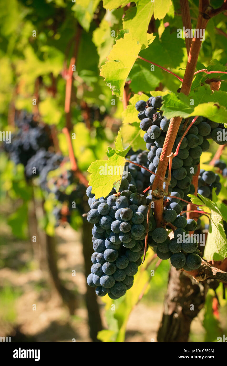 Grapes vineyard St Emilion Gironde Nouvelle-Aquitaine France Stock ...