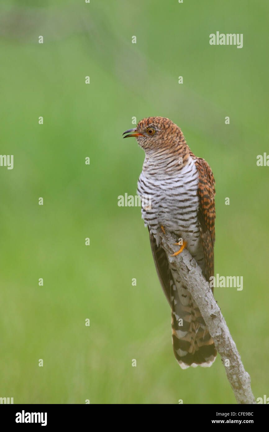 Common Cuckoo (Cuculus canorus), adult female, spring. Europe Stock ...