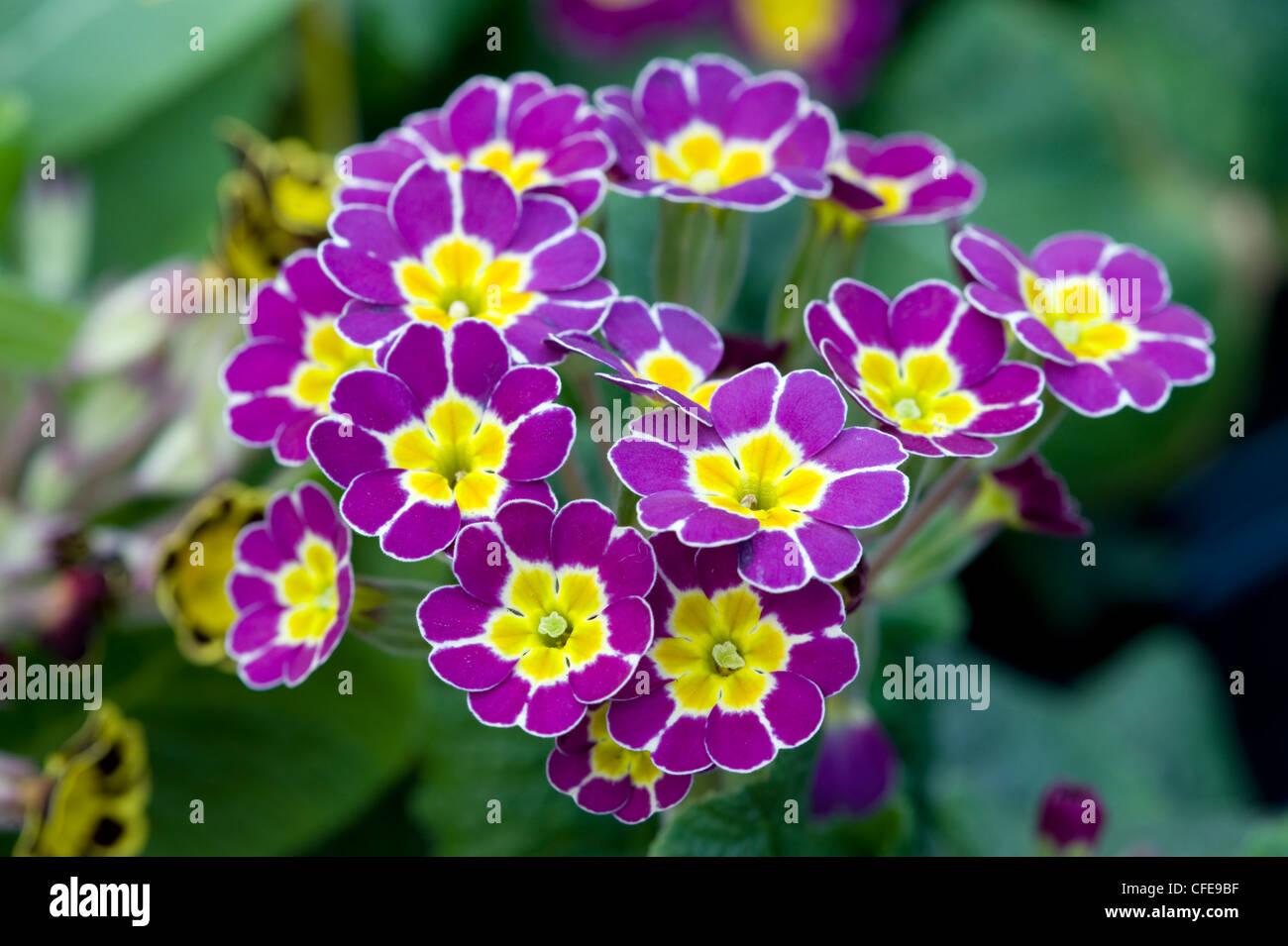 Primula elatior 'Little Queen' Stock Photo - Alamy