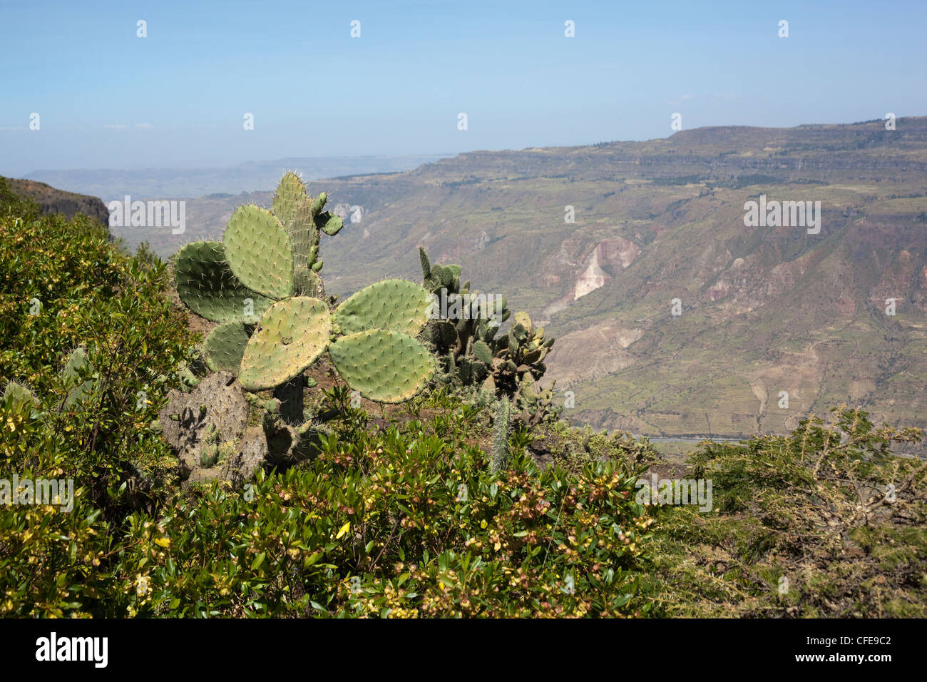 Plants of ethiopia hi-res stock photography and images - Alamy