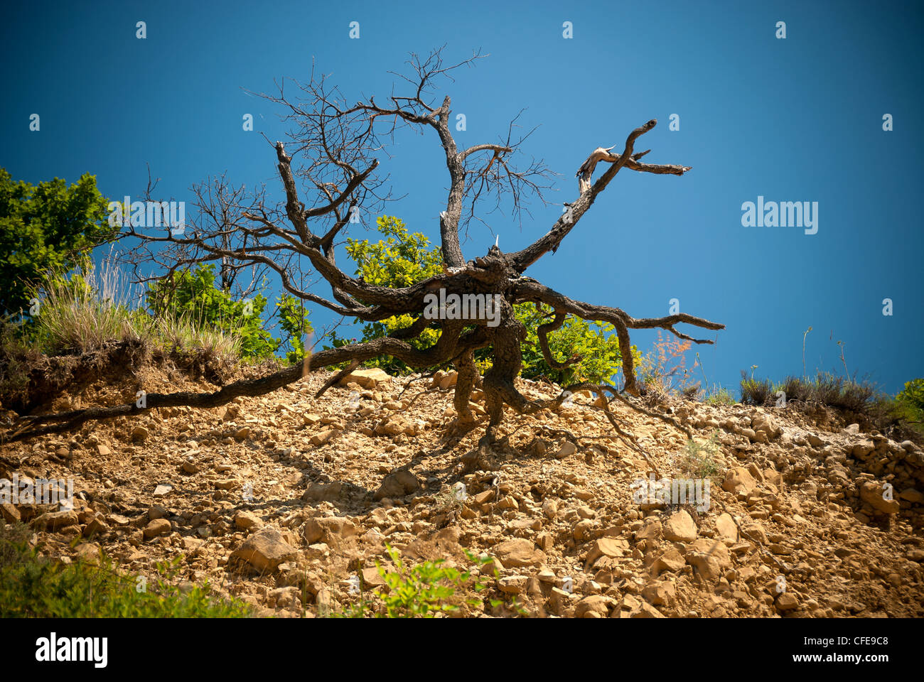 dry tree on dry land Stock Photo - Alamy