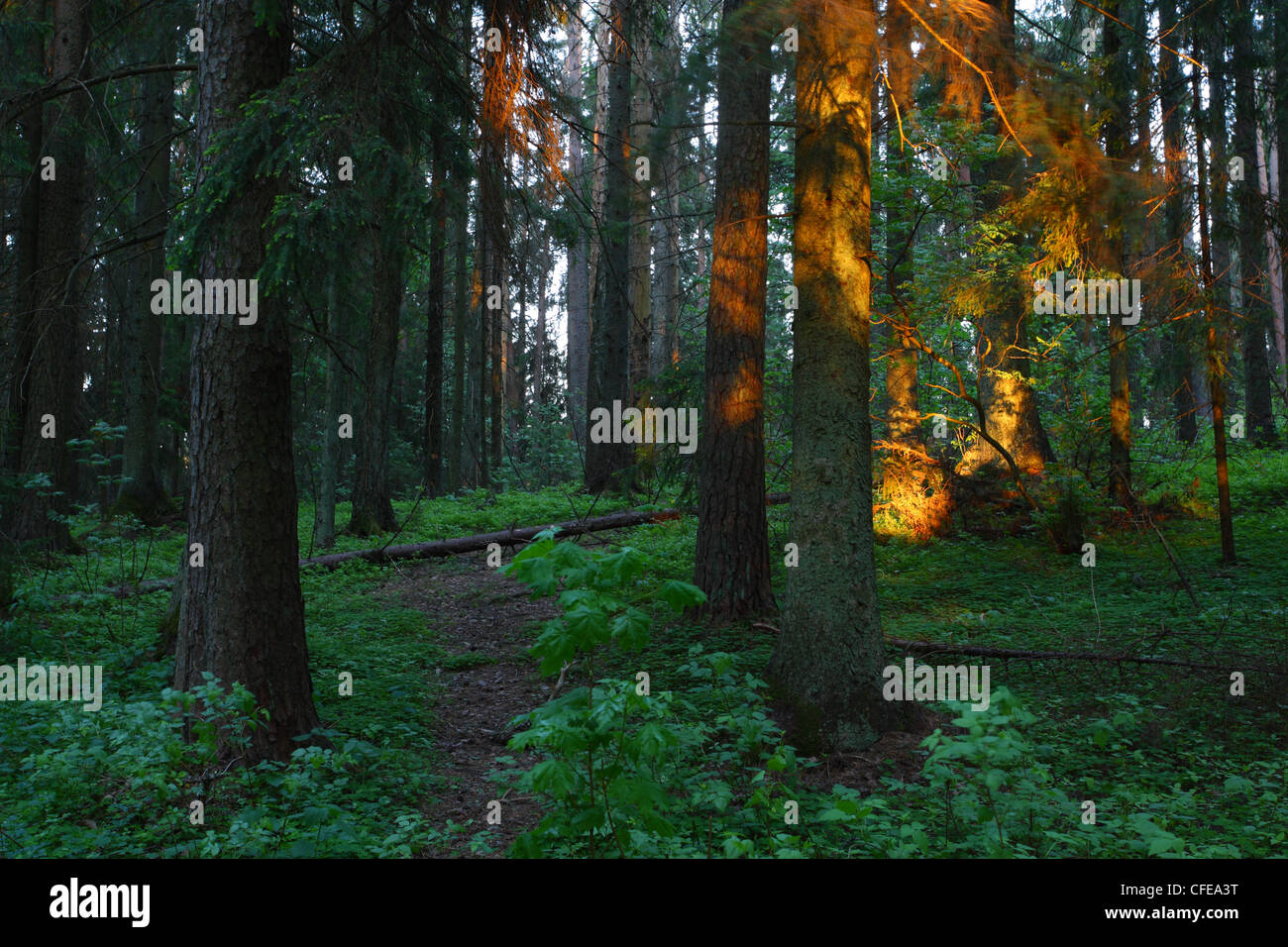 Old path through the forest at sunset. Painted by last sunrays Stock ...