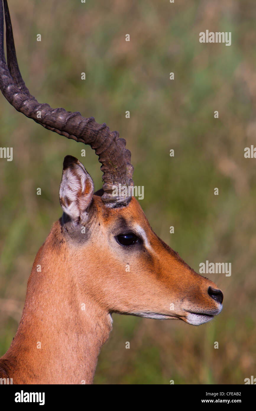 Impala portrait hi-res stock photography and images - Alamy