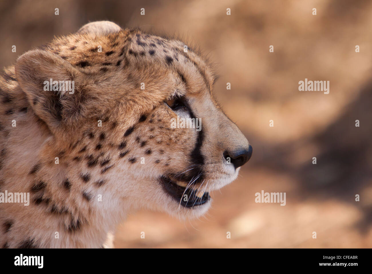 Cheetah in captivity Stock Photo - Alamy