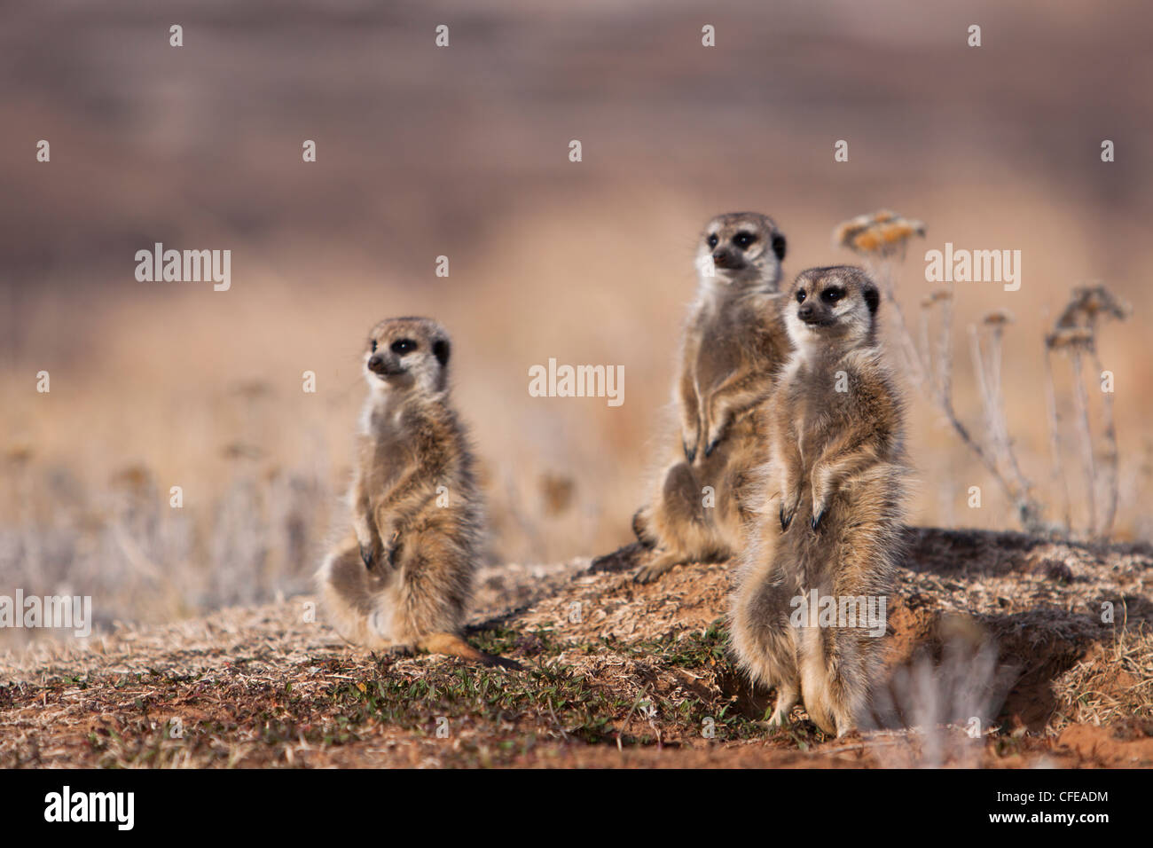 Suricate group hi-res stock photography and images - Alamy