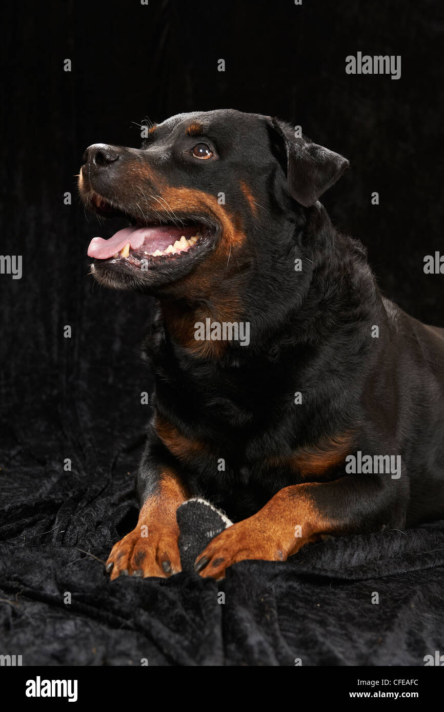 Pure bred rottweiler - on black background Stock Photo - Alamy