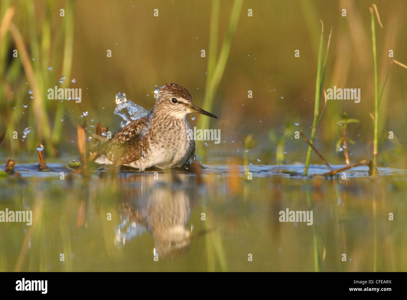 Wood Sandpiper (Tringa glareola) bathing in water. Europe Stock Photo ...
