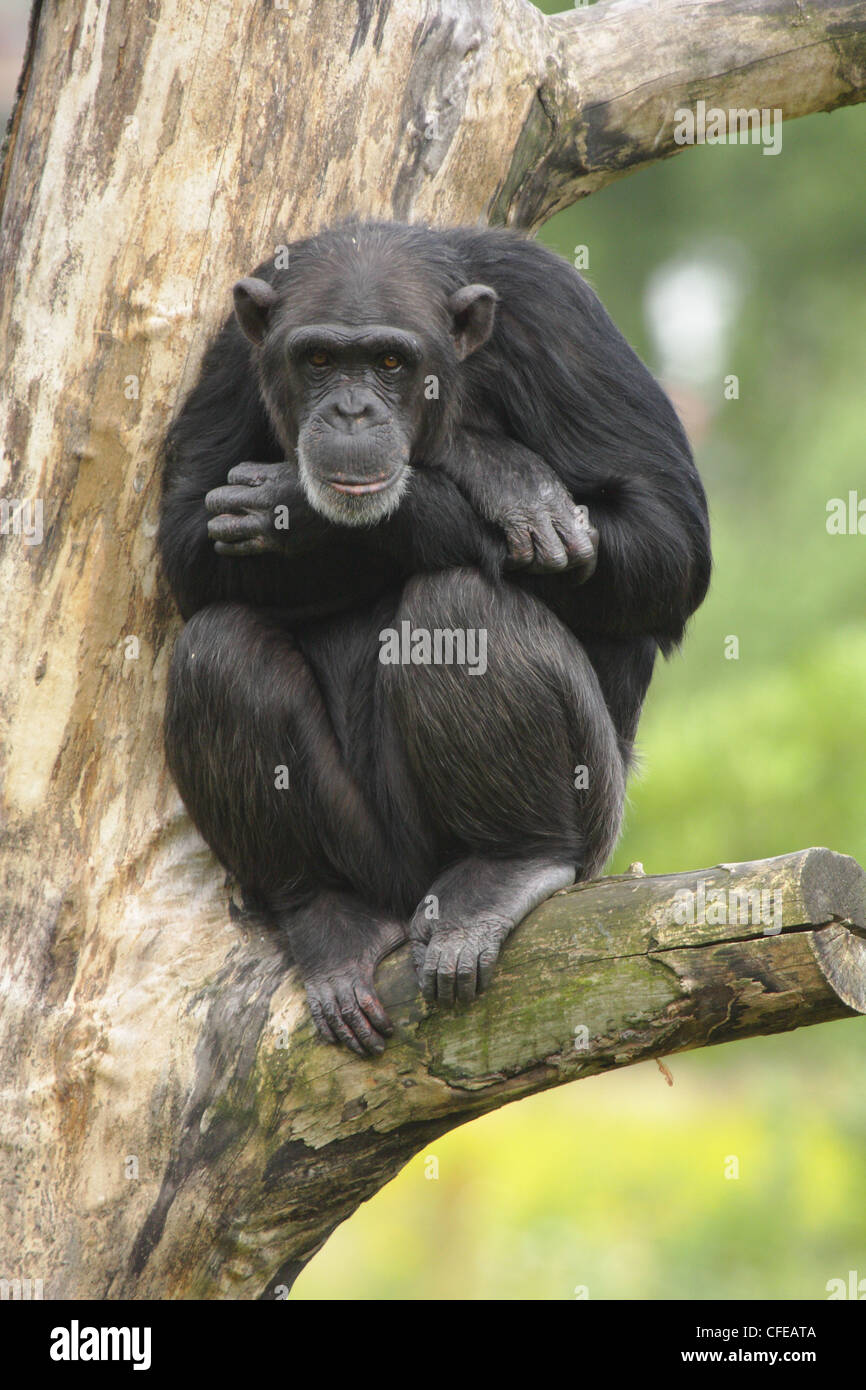 Chimpanzee in a tree hi-res stock photography and images - Alamy