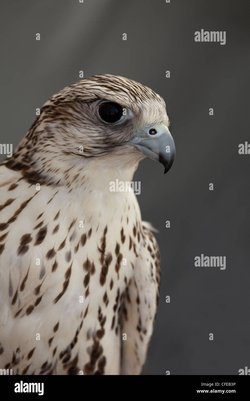 Gyrfalcon (Falco rusticolus). Portrait Stock Photo - Alamy