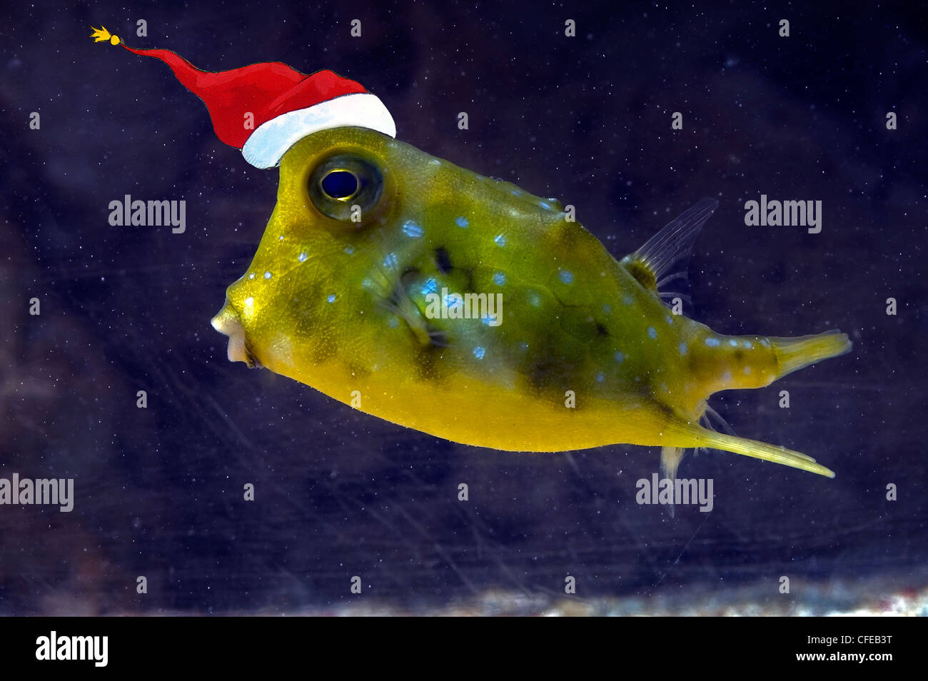 Fish wearing hat hi-res stock photography and images - Alamy