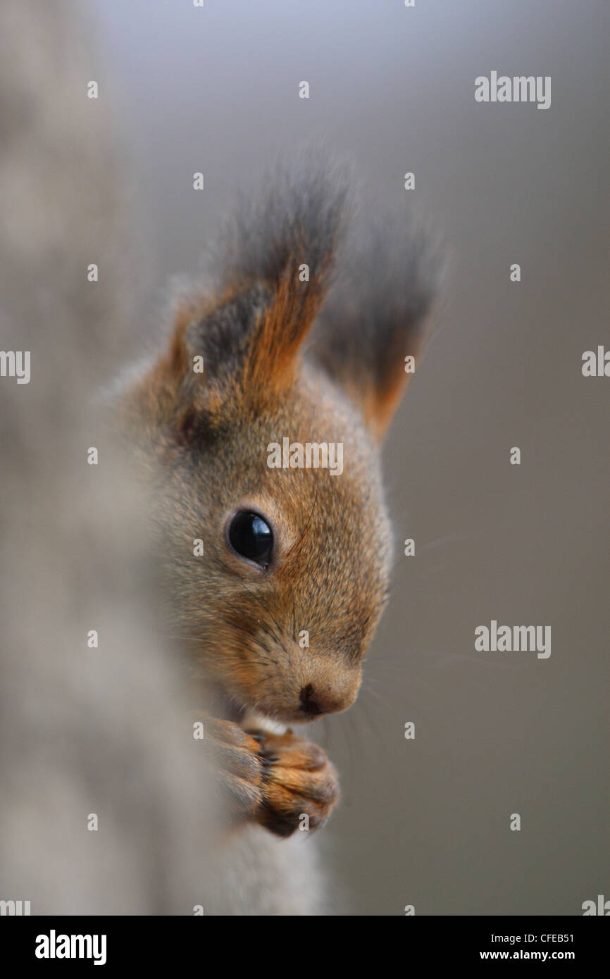 Red squirrel (Sciurus vulgaris) peeking behind a tree. Europe Stock ...