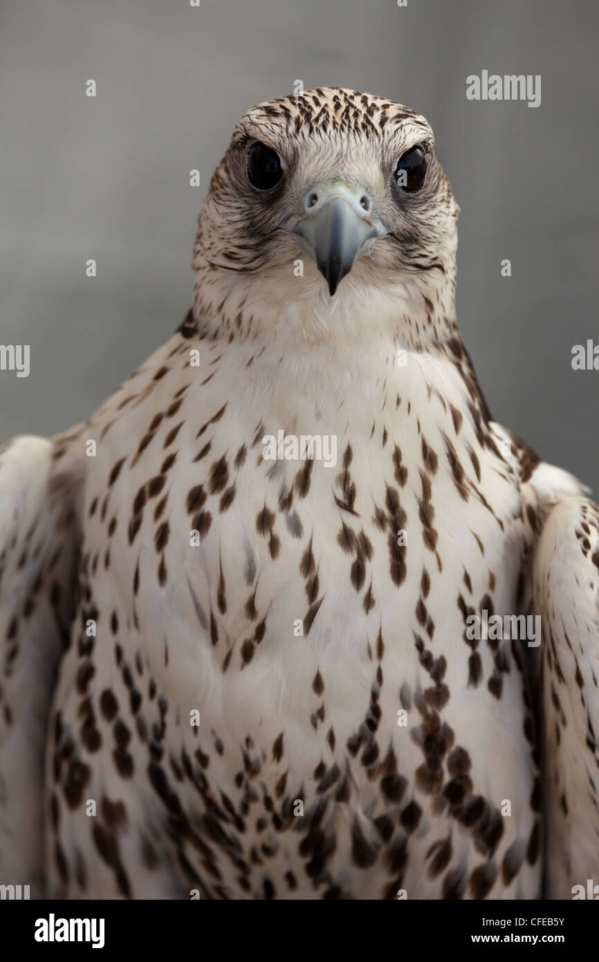 Gyrfalcon (Falco rusticolus). Portrait Stock Photo - Alamy