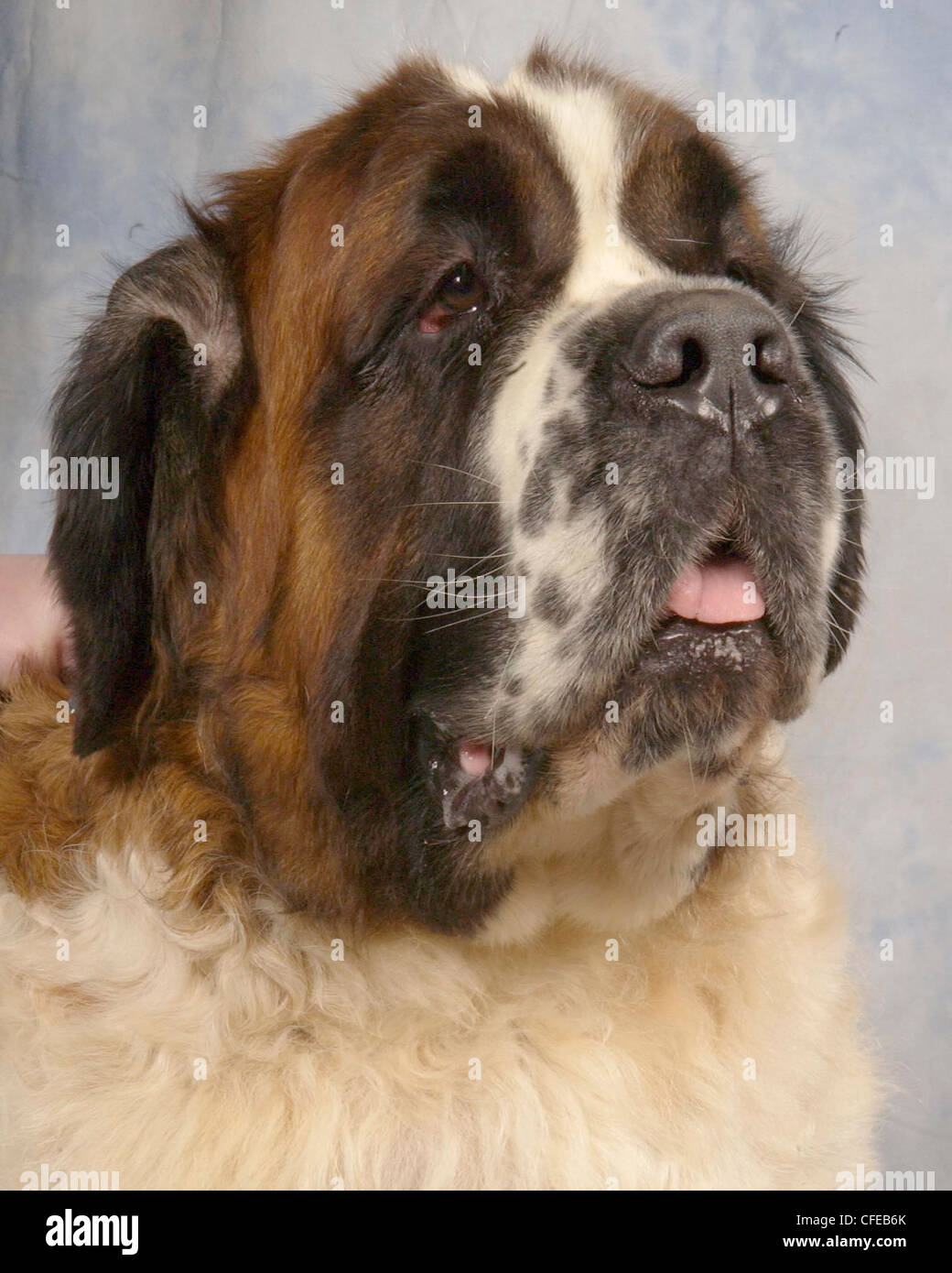 St Bernard Dog High Resolution Stock Photography and Images - Alamy