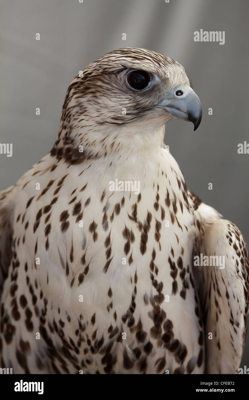 Gyrfalcon (Falco rusticolis Stock Photo - Alamy