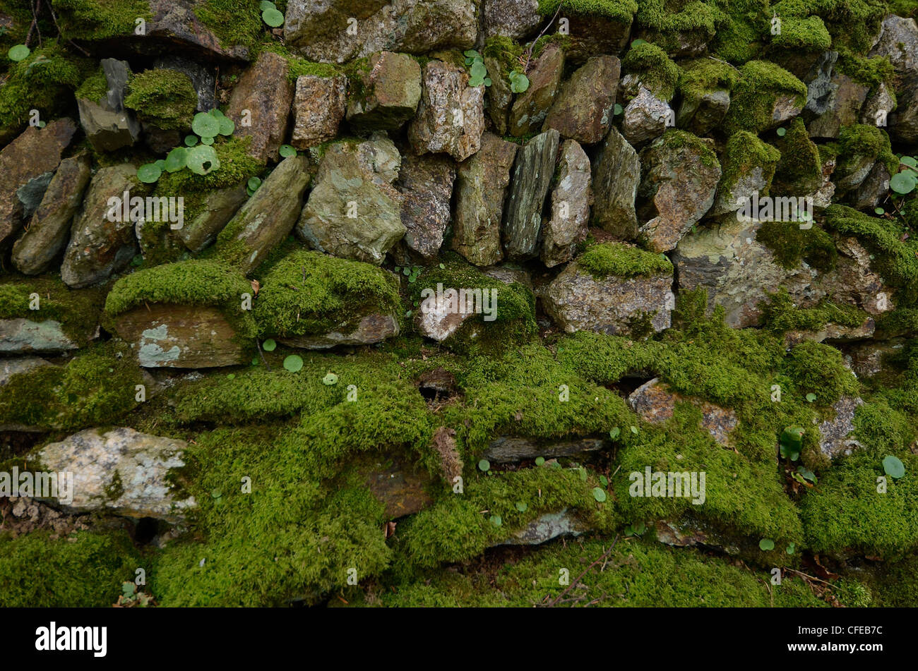 Mossy stone wall hi-res stock photography and images - Alamy