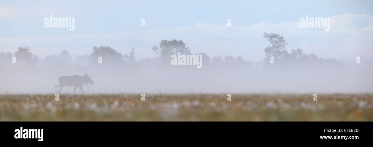 Panoramic photo of Bull Moose (Alces alces) in early morning. Matsalu ...