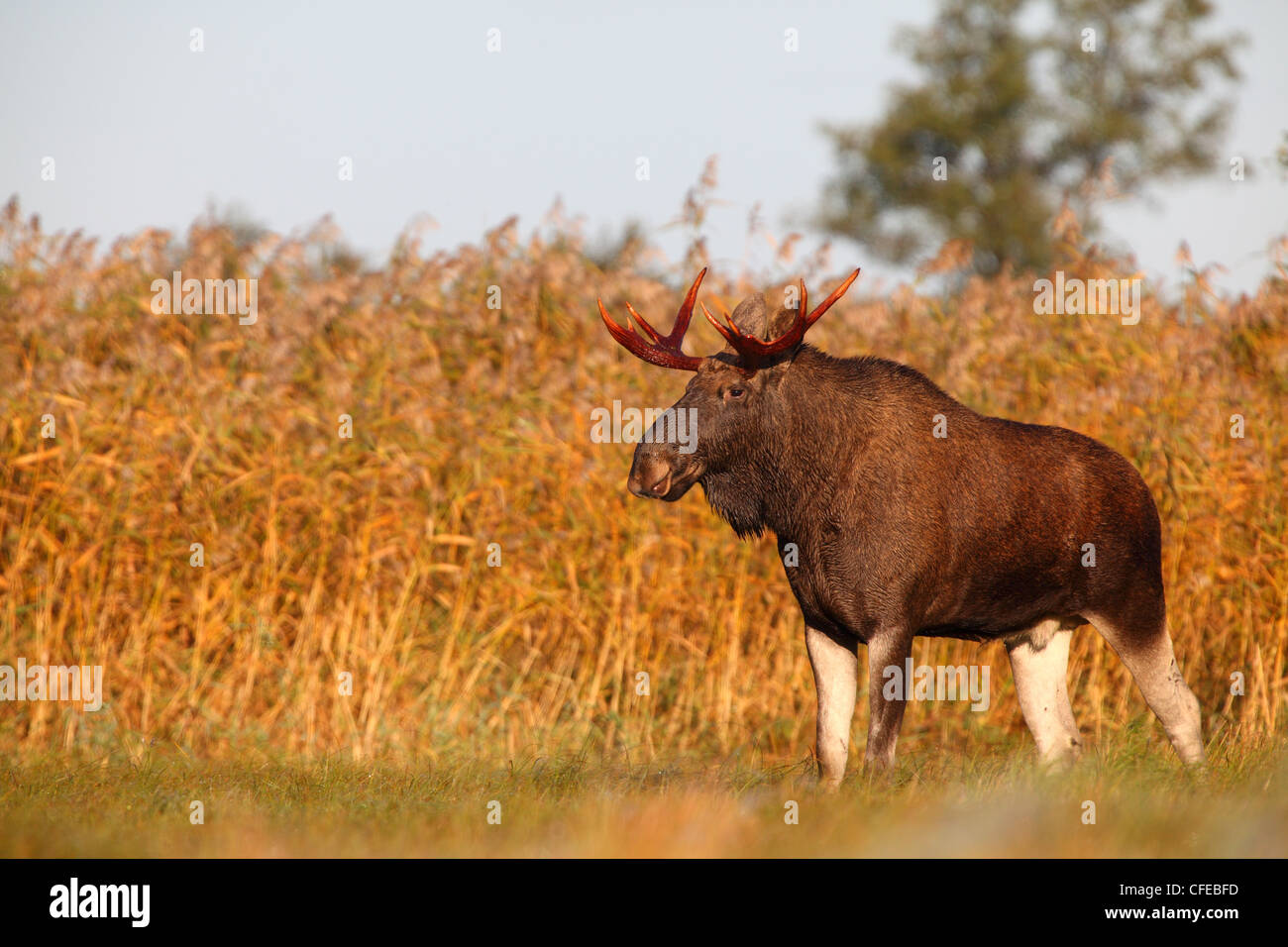 Bull moose with antlers hi-res stock photography and images - Alamy