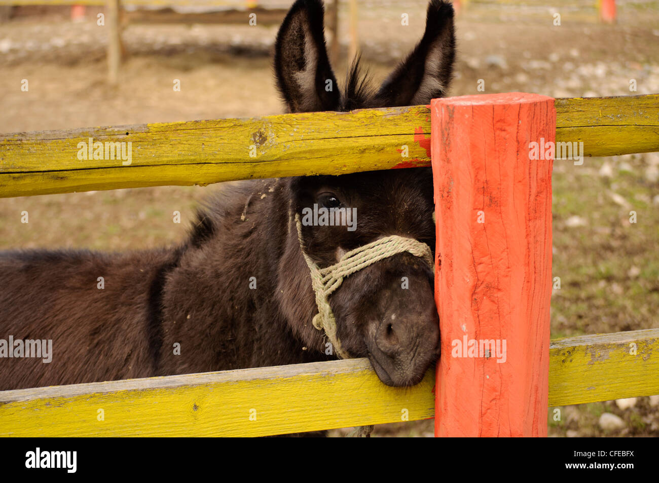 Donkey domesticated animal hi-res stock photography and images - Alamy