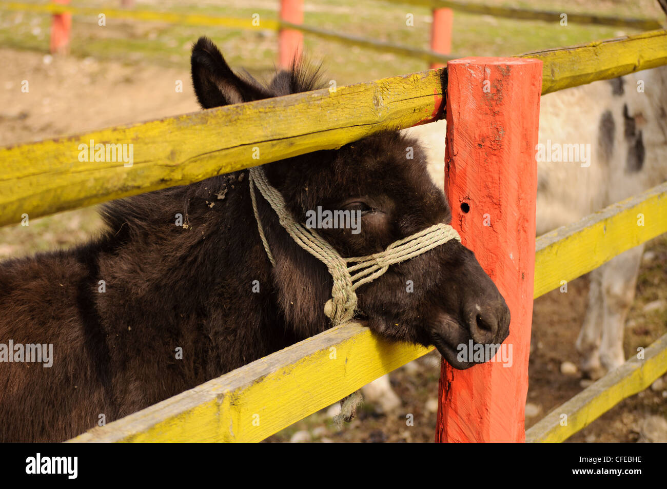 Donkey domesticated animal hi-res stock photography and images - Alamy